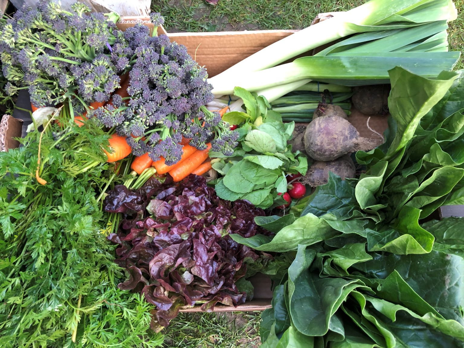 Carshalton Community Food Growing Project – EcoLocal
